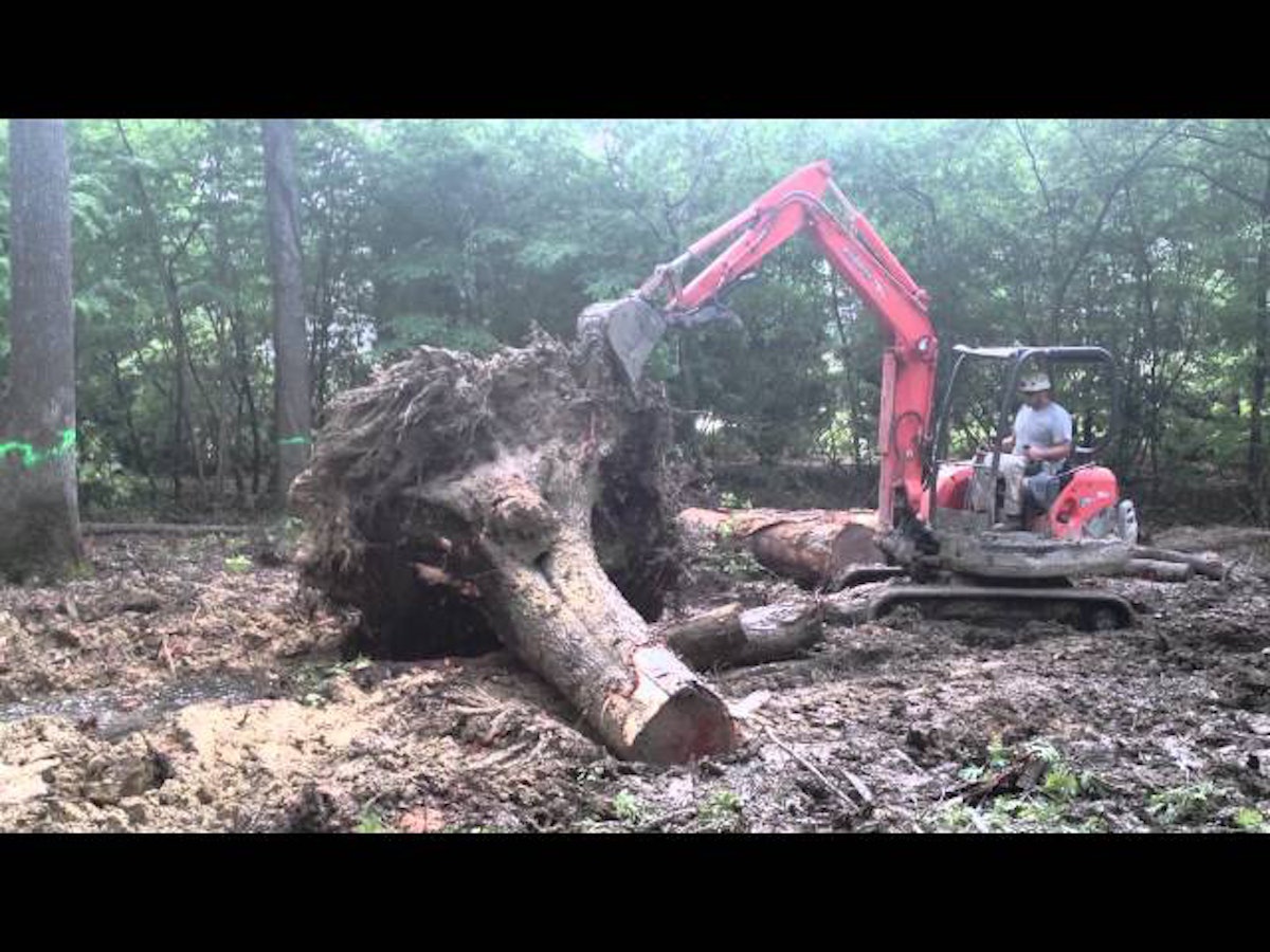 Video: How to Knock Down a BIG Oak with a Mini Excavator | For ...