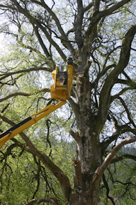 IPAF Issues Guidance on Safe Use of MEWPs in Tree Care | For ...