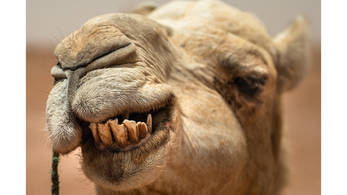 Camel Manure Fuels Cement Production in Middle East | For Construction Pros